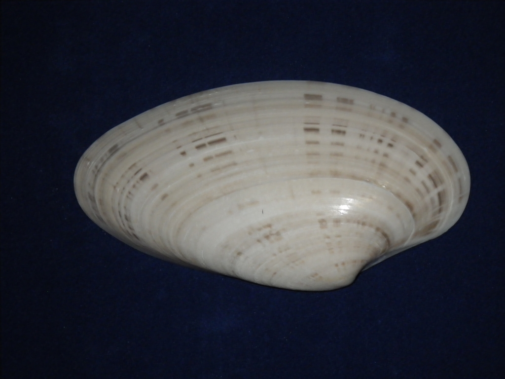 Island Gifts – Sanibel Venus Clam